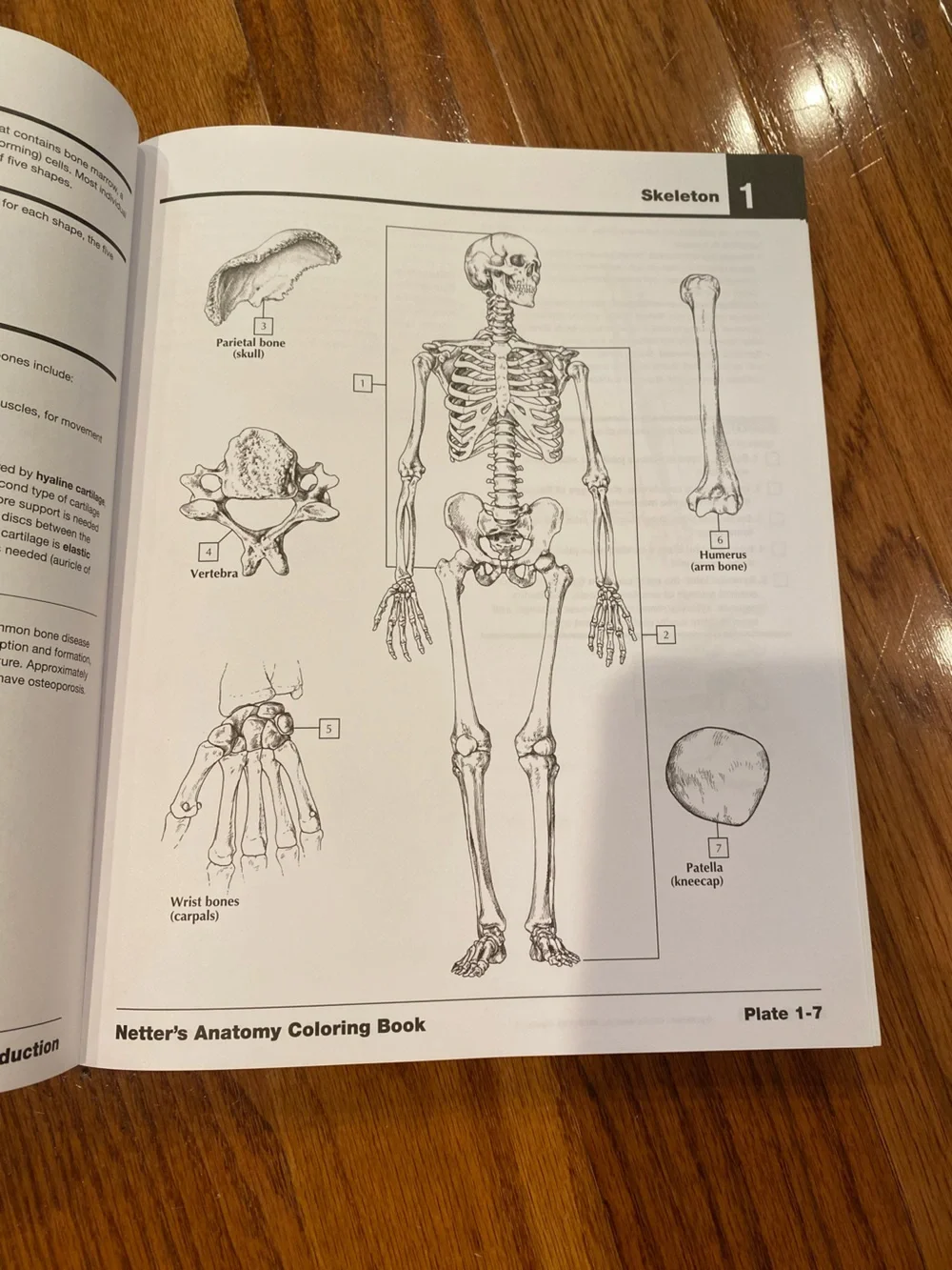 Other | Netters Anatomy Coloring Book 2nd Edition | Poshmark